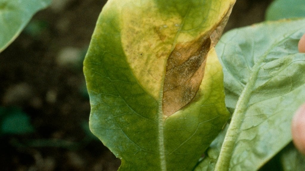 Plamenjača salate | Syngenta