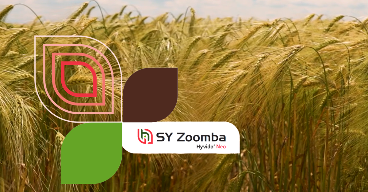 Virus žute patuljavosti | ne i za SY Zoomba