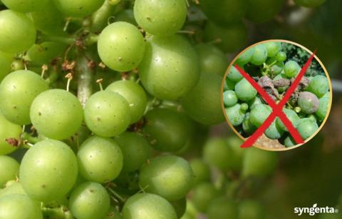 Zaštita vinove loze od sive plijesni | Fenofaza zatvaranja grozda