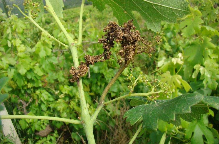 Plamenjača vinove loze, Peronospora | Syngenta